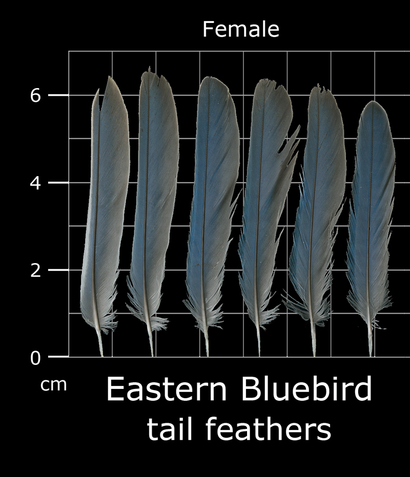 The Feather Atlas - Feather Identification and Scans - U.S. Fish and Wildlife Service Forensics ...