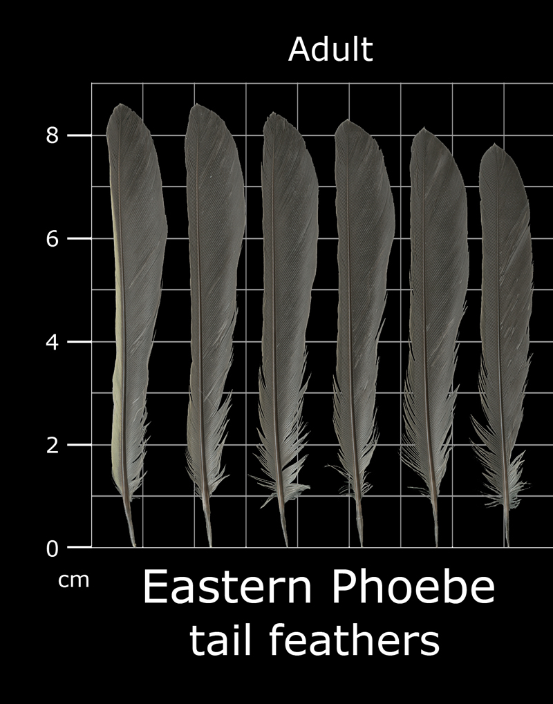 The Feather Atlas - Feather Identification and Scans - U.S. Fish and ...