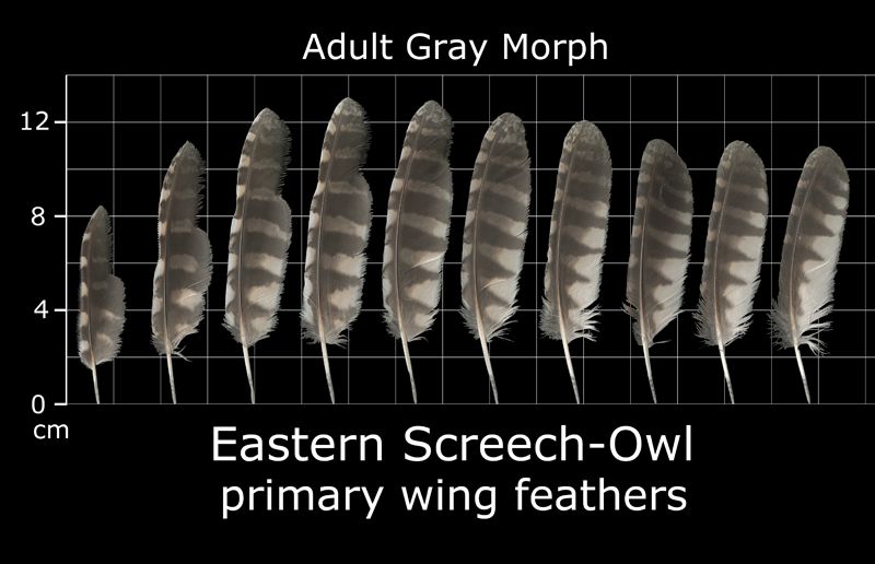Screech Owl Wings