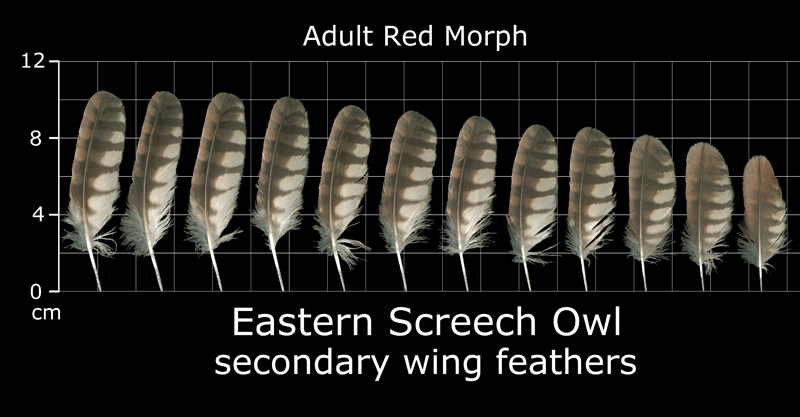 The Feather Atlas - Feather Identification and Scans - U.S. Fish and ...