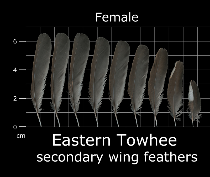 The Feather Atlas - Feather Identification and Scans - U.S. Fish and ...