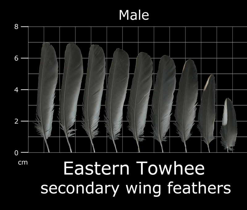 The Feather Atlas - Feather Identification and Scans - U.S. Fish and ...