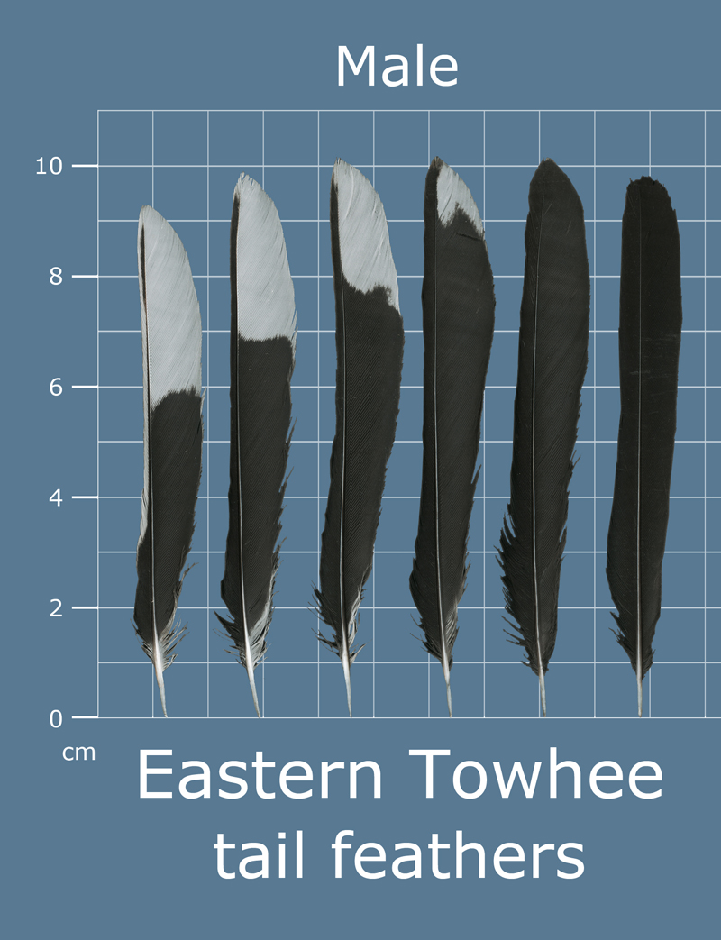 The Feather Atlas - Feather Identification and Scans - U.S. Fish and ...