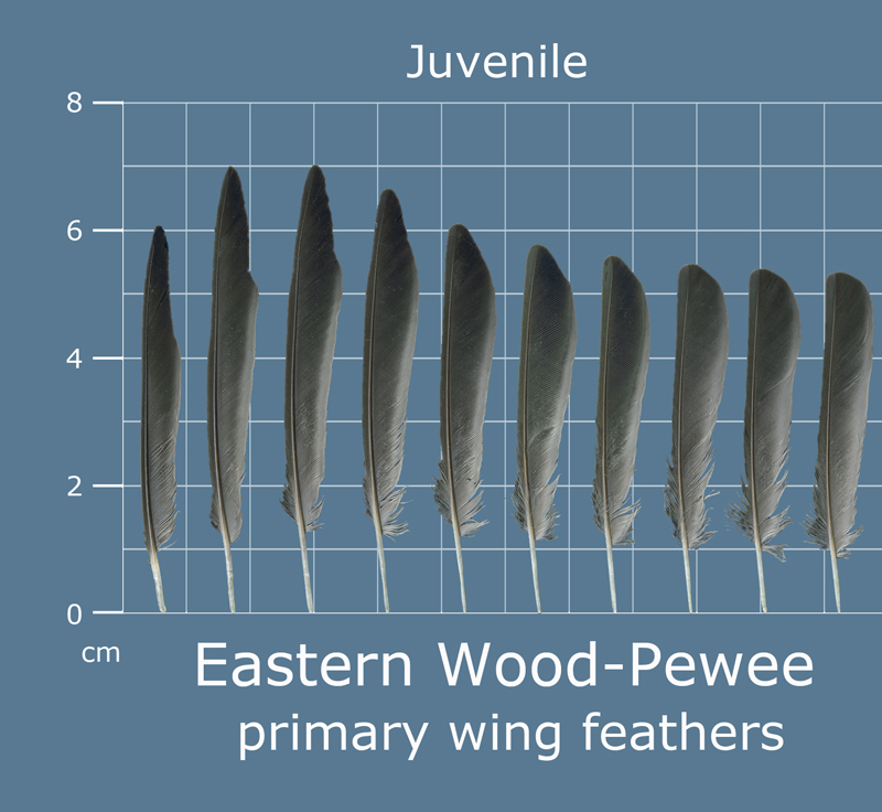 The Feather Atlas - Feather Identification and Scans - U.S. Fish and ...