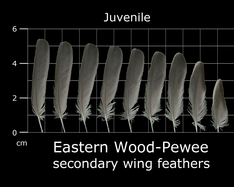 The Feather Atlas - Feather Identification and Scans - U.S. Fish and ...