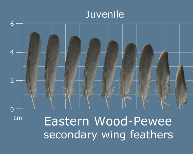 The Feather Atlas - Feather Identification and Scans - U.S. Fish and ...
