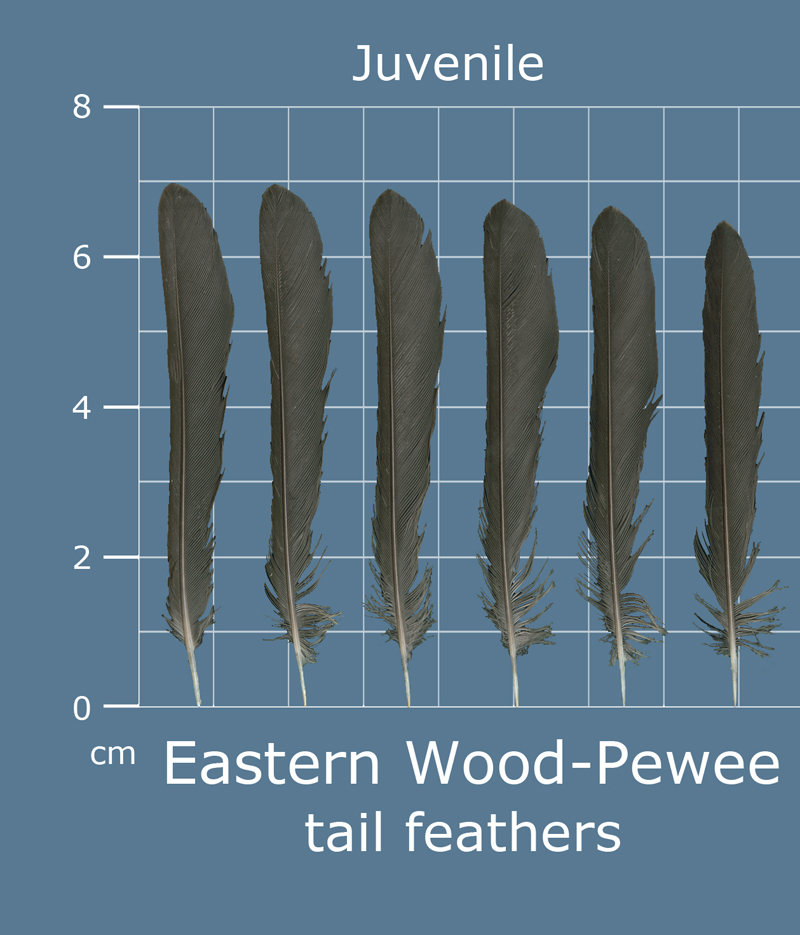 The Feather Atlas - Feather Identification and Scans - U.S. Fish and ...