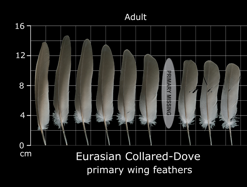 The Feather Atlas - Feather Identification and Scans - U.S. Fish and ...