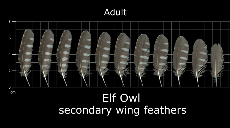 The Feather Atlas - Feather Identification and Scans - U.S. Fish and ...