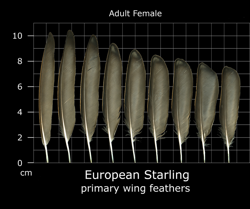 The Feather Atlas - Feather Identification and Scans - U.S. Fish and ...