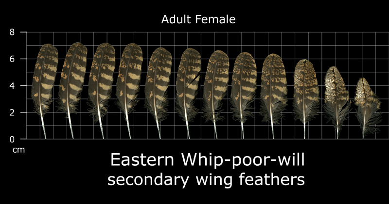 The Feather Atlas - Feather Identification and Scans - U.S. Fish and ...
