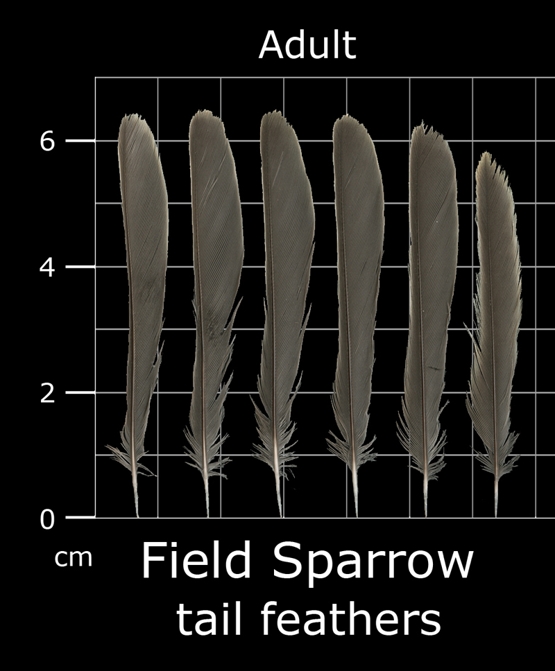 The Feather Atlas - Feather Identification and Scans - U.S. Fish and ...