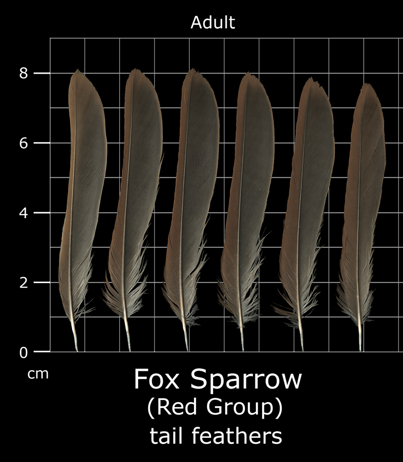 The Feather Atlas - Feather Identification and Scans - U.S. Fish and ...