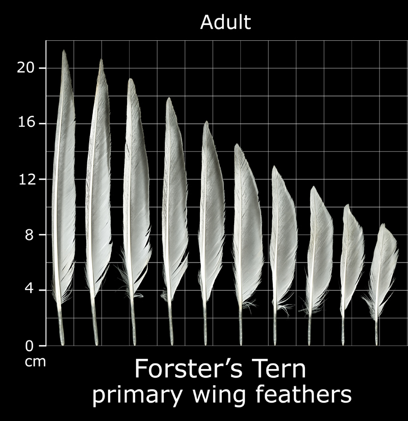 The Feather Atlas - Feather Identification and Scans - U.S. Fish and Wildlife Service Forensics ...