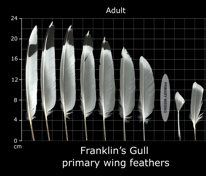 The Feather Atlas - Feather Identification and Scans - U.S. Fish and ...