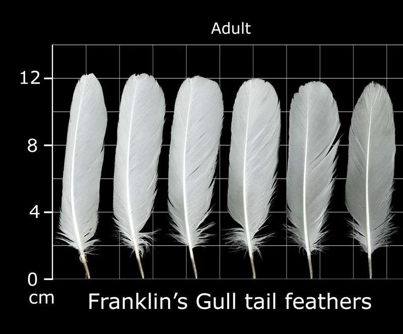 The Feather Atlas - Feather Identification and Scans - U.S. Fish and ...