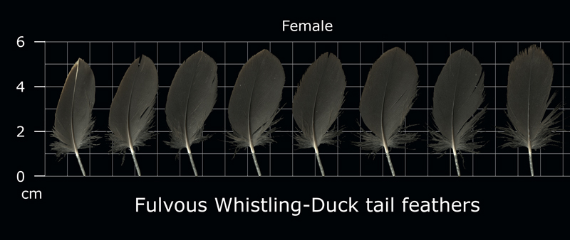 The Feather Atlas - Feather Identification and Scans - U.S. Fish and ...