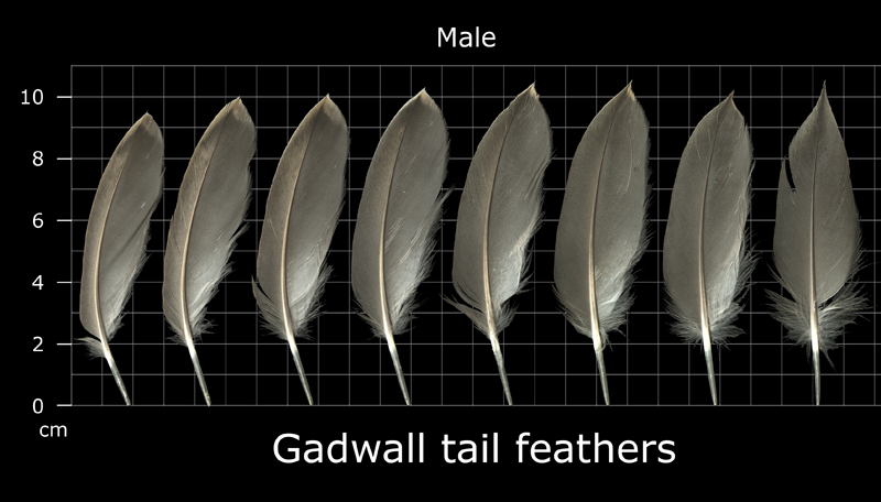 The Feather Atlas - Feather Identification and Scans - U.S. Fish and ...