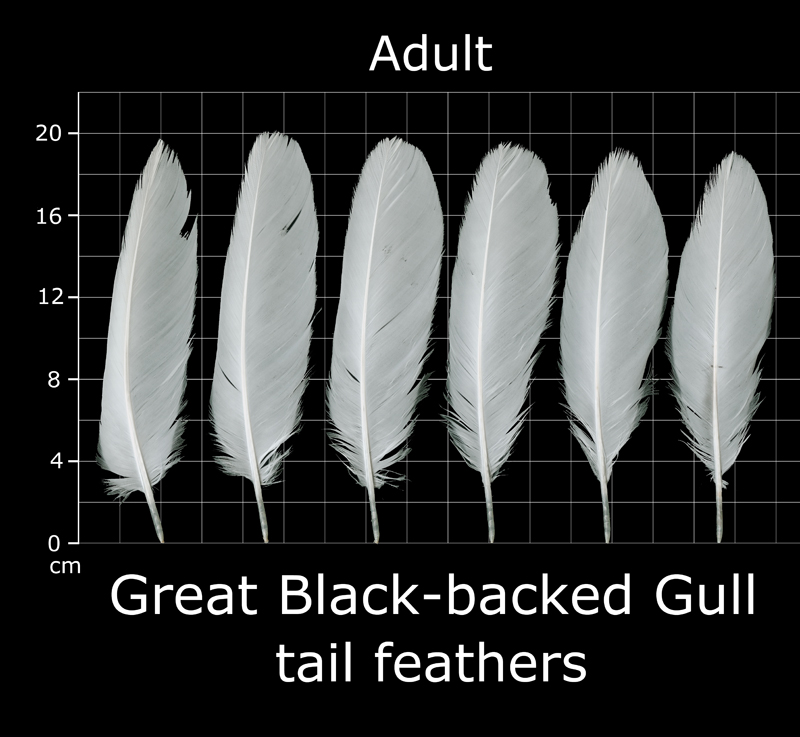 The Feather Atlas - Feather Identification and Scans - U.S. Fish and ...