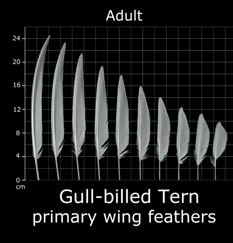 The Feather Atlas - Feather Identification and Scans - U.S. Fish and ...