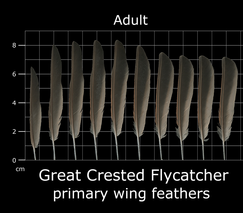 The Feather Atlas - Feather Identification and Scans - U.S. Fish and ...