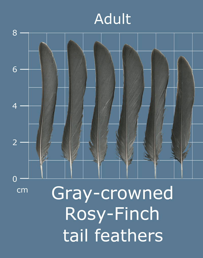 The Feather Atlas - Feather Identification and Scans - U.S. Fish and ...