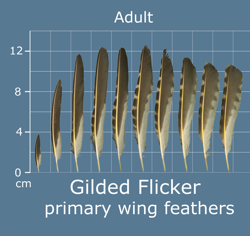 The Feather Atlas - Feather Identification and Scans - U.S. Fish and ...