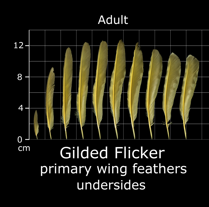 The Feather Atlas - Feather Identification and Scans - U.S. Fish and ...