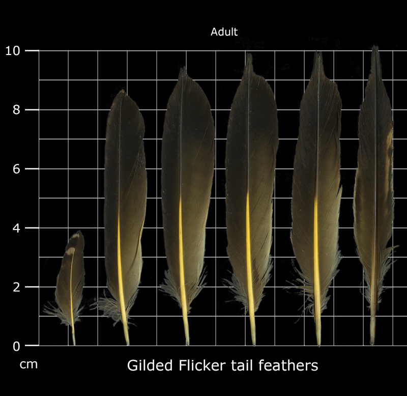The Feather Atlas - Feather Identification and Scans - U.S. Fish and ...