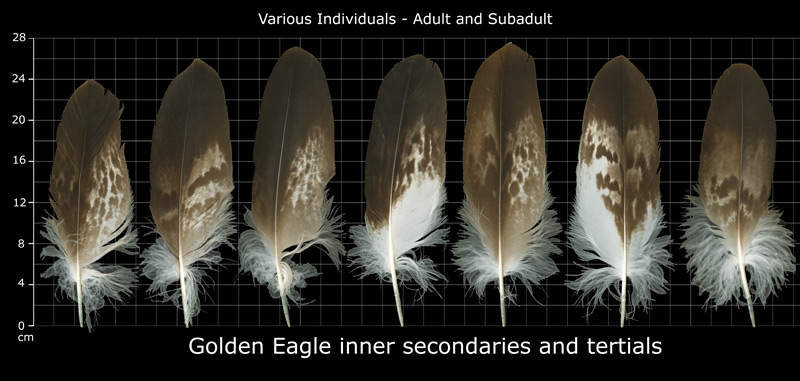 Golden Eagle Feather Identification