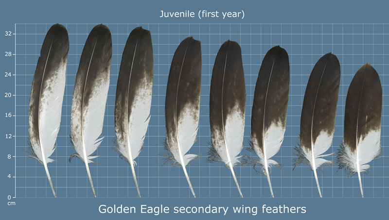 Golden Eagle Feather Identification