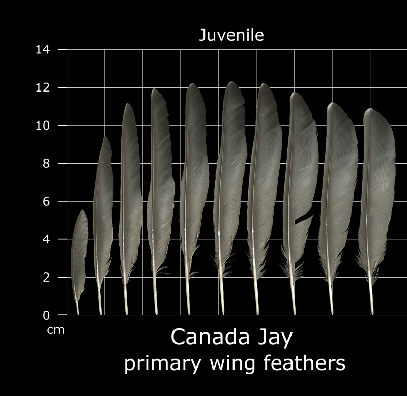 The Feather Atlas - Feather Identification and Scans - U.S. Fish and ...
