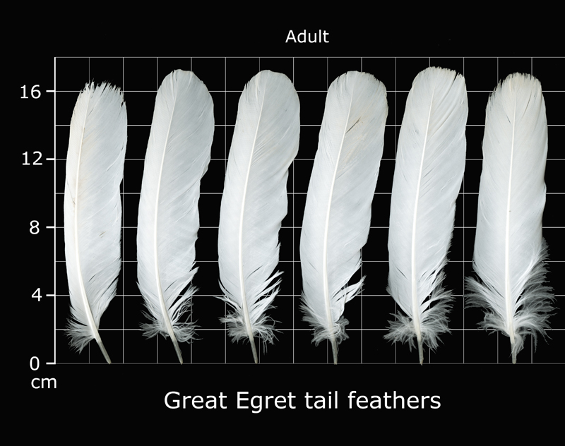 The Feather Atlas - Feather Identification and Scans - U.S. Fish and ...