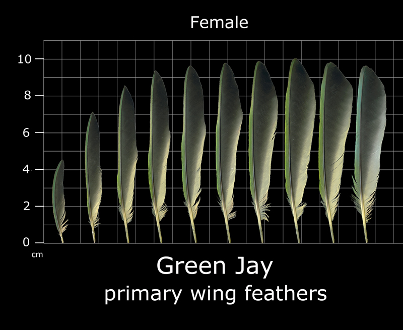 The Feather Atlas - Feather Identification and Scans - U.S. Fish and ...