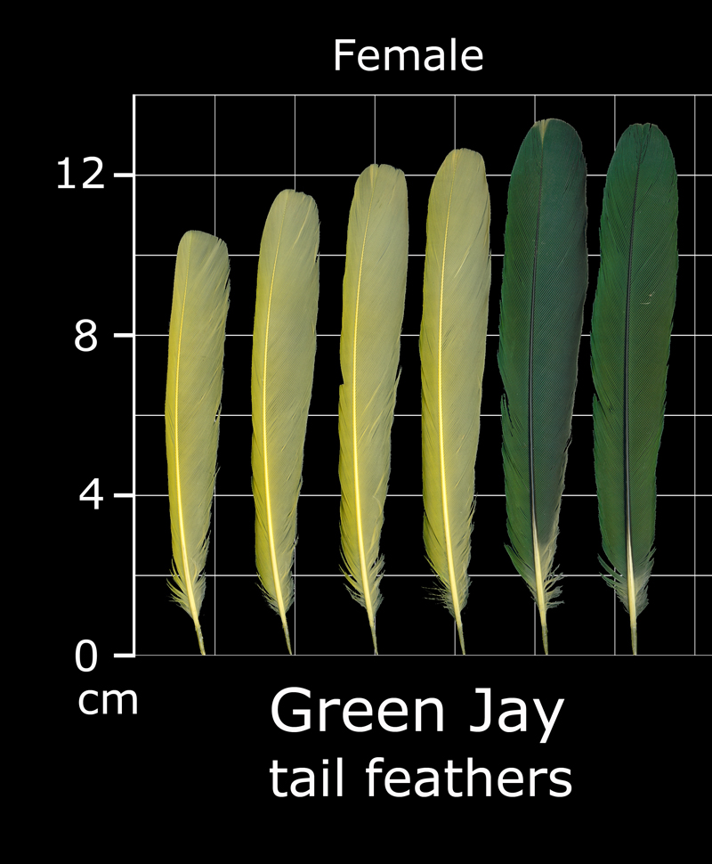 The Feather Atlas - Feather Identification and Scans - U.S. Fish and ...