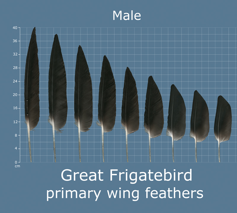 The Feather Atlas - Feather Identification and Scans - U.S. Fish and ...