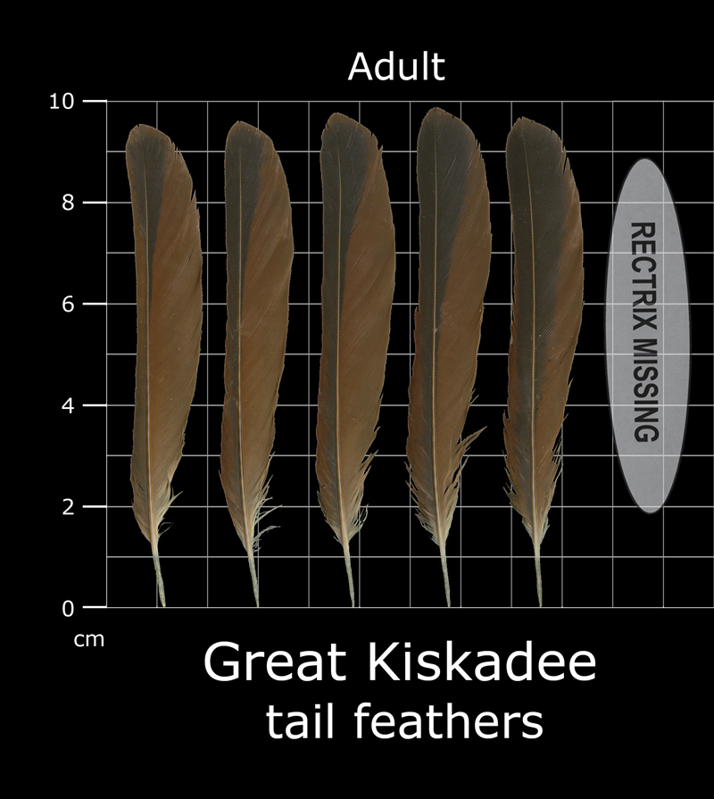 The Feather Atlas - Feather Identification and Scans - U.S. Fish and ...