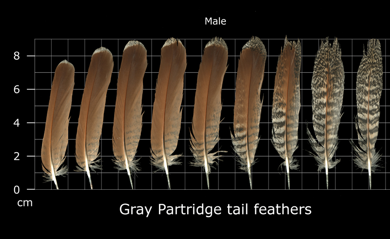 The Feather Atlas - Feather Identification and Scans - U.S. Fish and ...