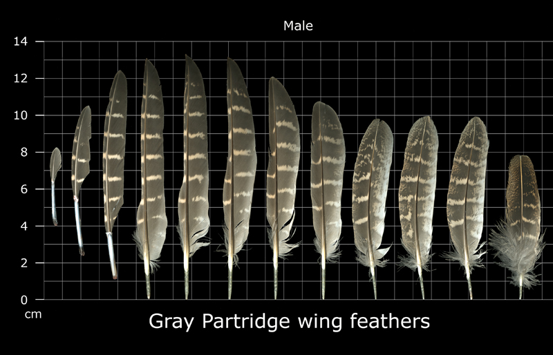 The Feather Atlas - Feather Identification and Scans - U.S. Fish and ...