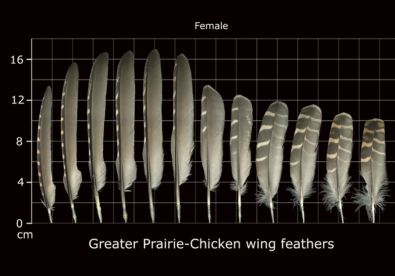 The Feather Atlas - Feather Identification and Scans - U.S. Fish and ...