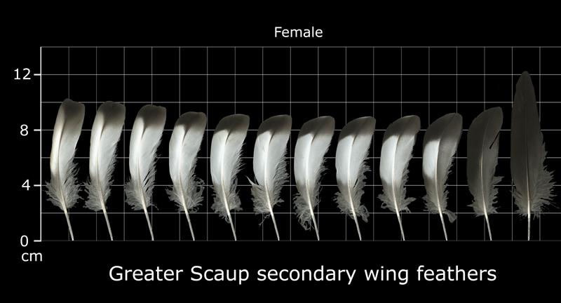 The Feather Atlas - Feather Identification and Scans - U.S. Fish and ...