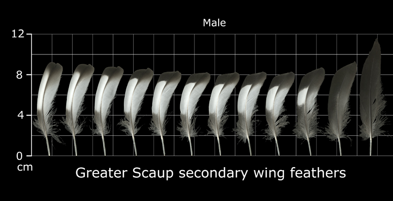 The Feather Atlas - Feather Identification and Scans - U.S. Fish and ...