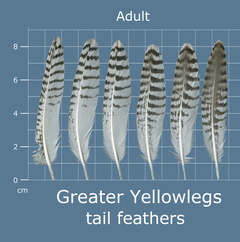 The Feather Atlas - Feather Identification and Scans - U.S. Fish and ...