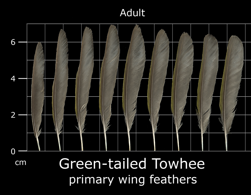 The Feather Atlas - Feather Identification and Scans - U.S. Fish and ...