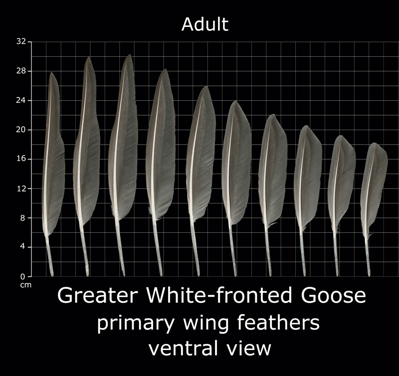The Feather Atlas - Feather Identification and Scans - U.S. Fish and ...
