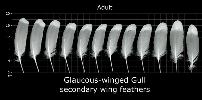 The Feather Atlas - Feather Identification and Scans - U.S. Fish and ...