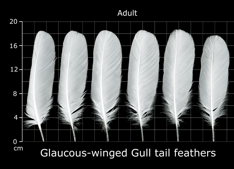 The Feather Atlas - Feather Identification and Scans - U.S. Fish and ...