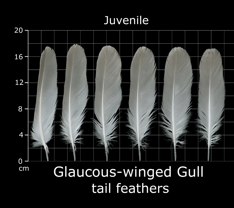 The Feather Atlas - Feather Identification and Scans - U.S. Fish and ...