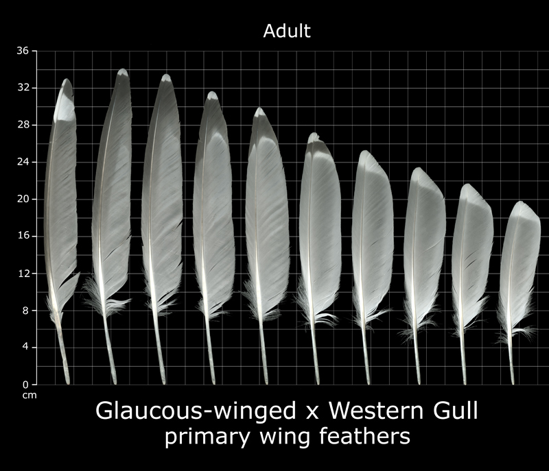 The Feather Atlas - Feather Identification and Scans - U.S. Fish and ...