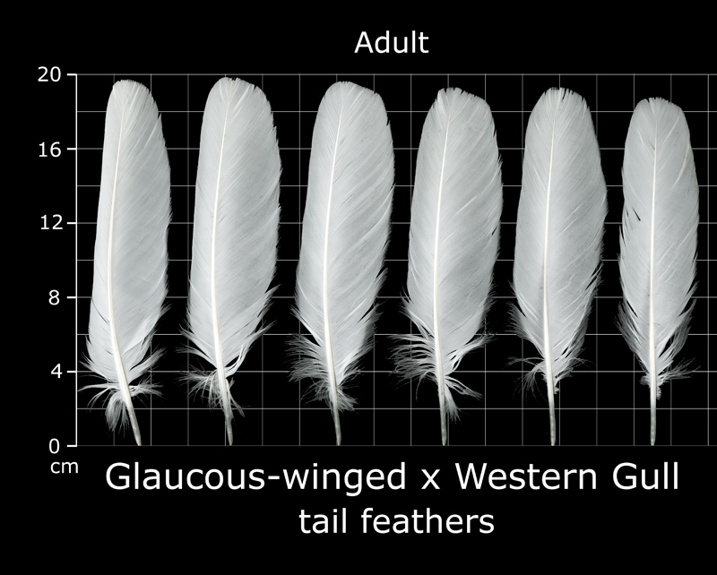 The Feather Atlas - Feather Identification and Scans - U.S. Fish and ...